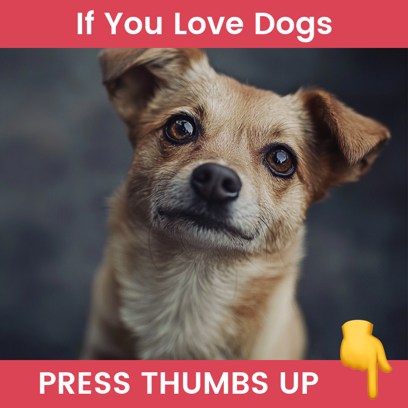 FREE Bundle - Dog Niche Page Like Creatives